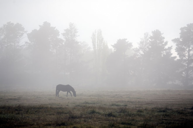 METEOFOR: What’s fog and why does it appear?