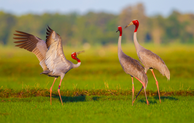 METEOFOR: What’s world’s tallest flying bird?