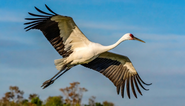 METEOFOR: Cranes hold record for flight distance and height: numbers ...