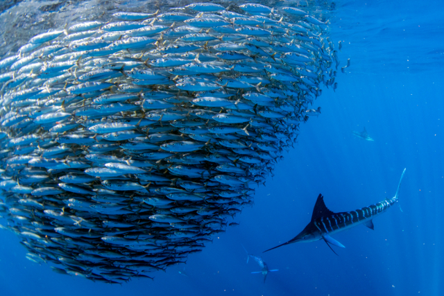 METEOFOR: Sardine migration: spectacular and large-scale, but does it ...