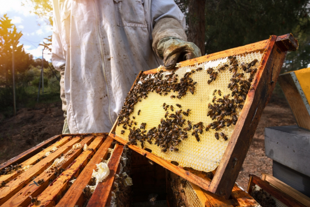 METEOFOR: Colombian scientists develop food supplement to protect bees ...