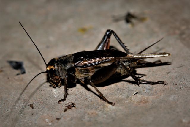 METEOFOR: Same-sex behavior in crickets is evolution strategy
