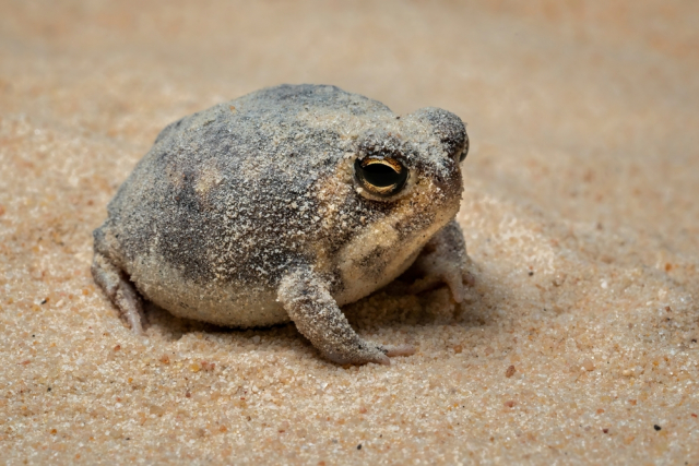 METEOFOR: Desert rain frogs set example of survival in harsh conditions
