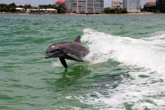 METEOFOR: Scientists find out why dolphins love surfing ship waves