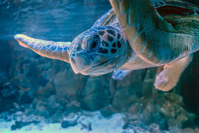 METEOFOR: Robotic sea turtle could soon be swimming in ocean