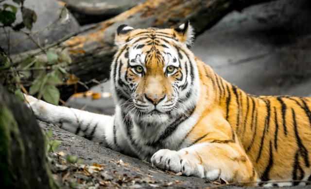 METEOFOR: Wildlife under threat: animal population declines by 75 ...