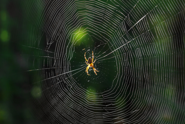 METEOFOR: Male spiders smell through their legs