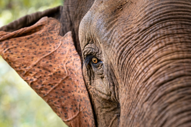 METEOFOR: Researchers find elephant population in Cambodia is larger ...