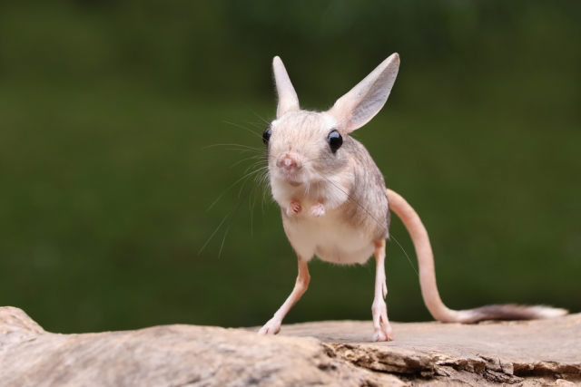 METEOFOR: Which animal has biggest ears?
