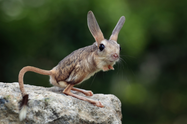 METEOFOR: Which animal has biggest ears?