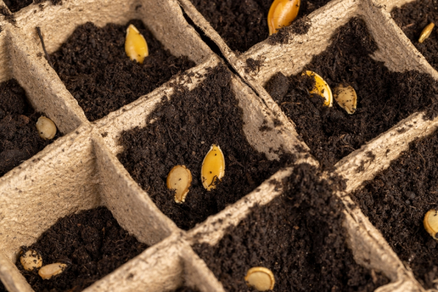 METEOFOR: How did seeds appear and why did it change course of plant ...