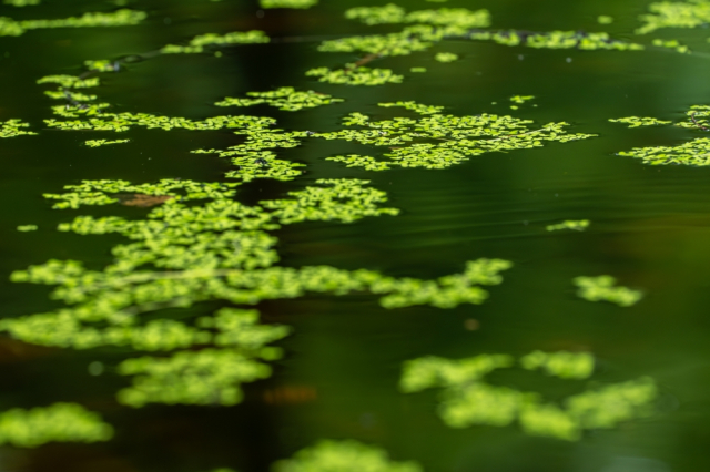 METEOFOR: Lake Victoria rapidly turning green, as algae threaten ...