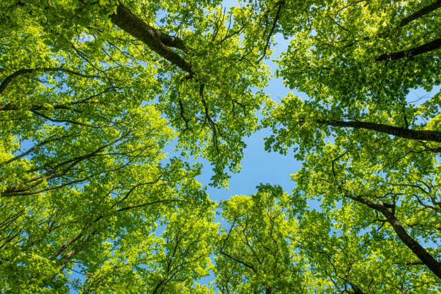METEOFOR: How do trees decide whether to breathe or grow?
