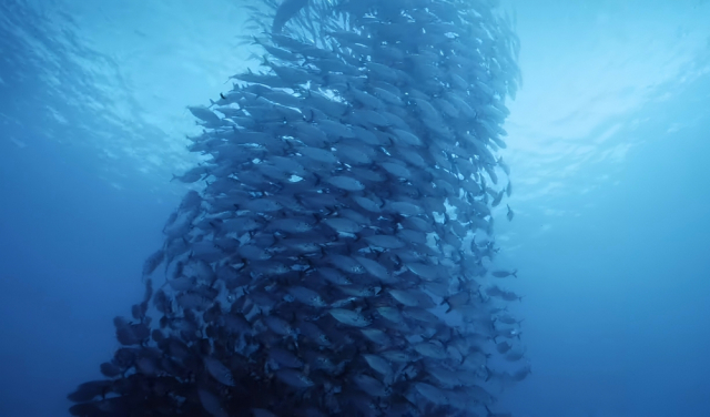 METEOFOR: There’s not enough fish in oceans to feed 10 billion people