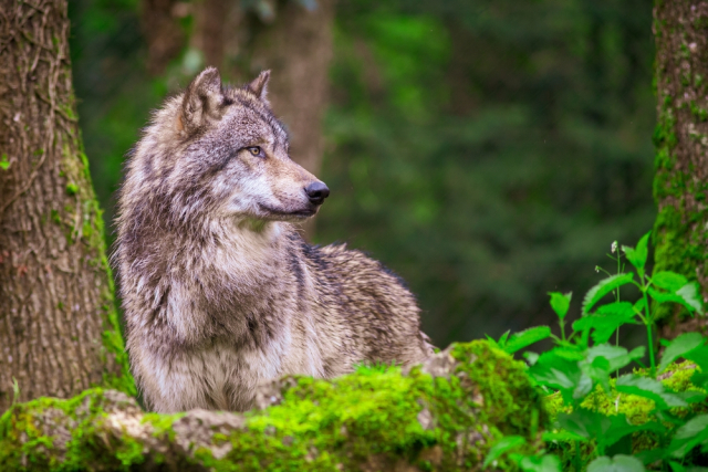 METEOFOR: European Parliament weakens protection of wolves in victory ...
