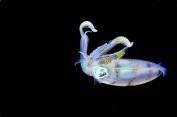 METEOFOR: Rare squid with battle scars captured on camera: video
