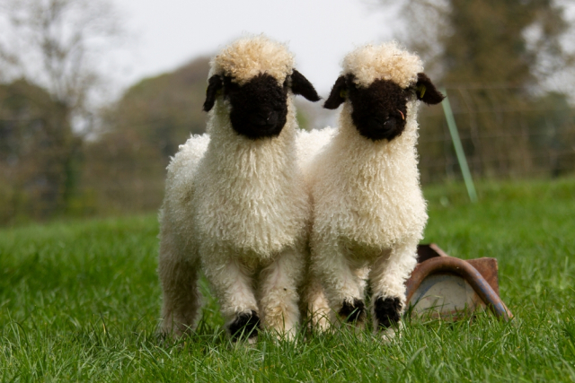 METEOFOR: Meet Valais blacknose: one of cutest sheep breeds