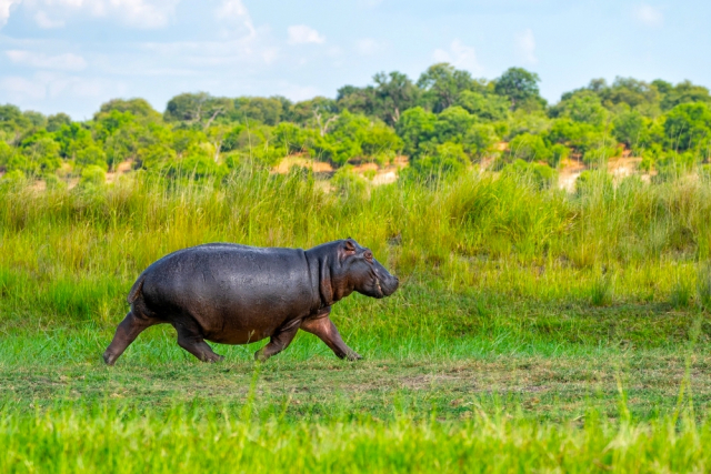 METEOFOR: Hippos can fly (sort оf)