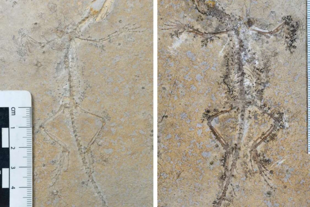 METEOFOR: Two halves of same fossil, kept in different museums, help ...