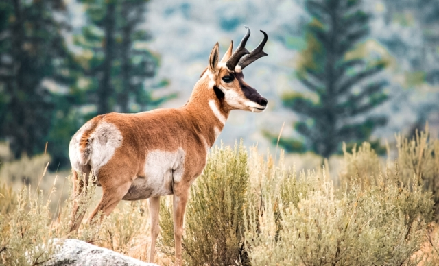 METEOFOR: Top five fastest animals on Earth (they can outrun cheetah)