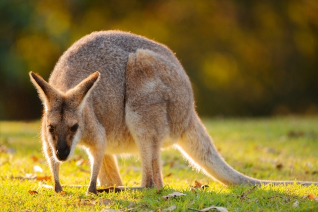METEOFOR: Australian wallabies spotted in England