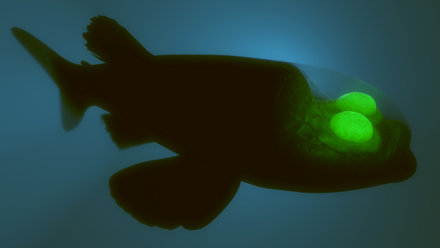 METEOFOR: Fish with transparent head: secrets of barreleye fish