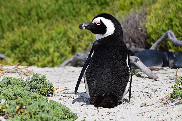 METEOFOR: This ancient plant organism has survived for 14,000 years and ...