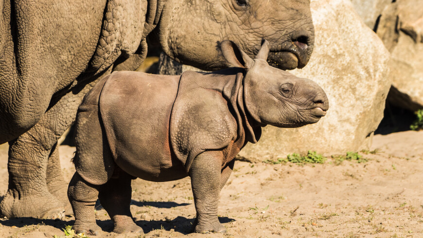 METEOFOR: Un exemplar rar de rinocer de Java a fost observat într-un ...