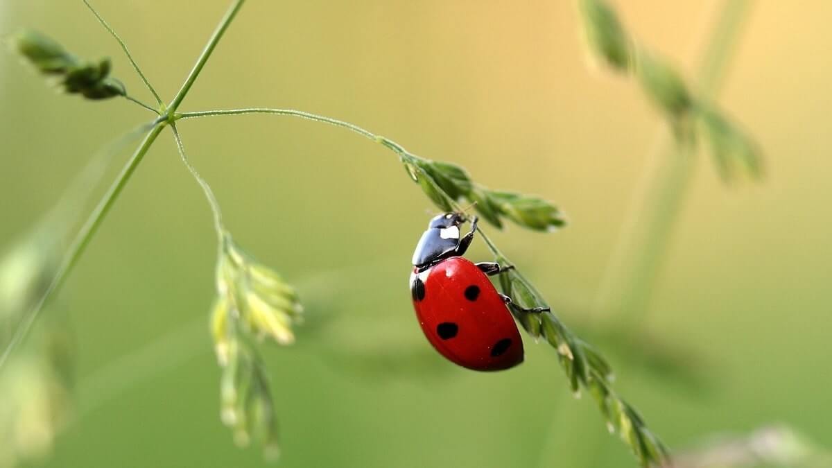 METEOFOR: Curiozități despre buburuze, cele mai îndrăgite insecte