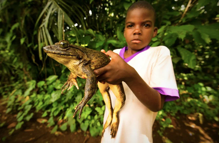 METEOFOR: Broasca goliat (Conraua goliat), cea mai mare din lume
