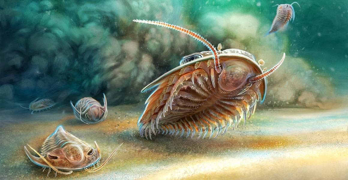 METEOFOR: Creaturi marine vechi de 500 de milioane de ani, »remarcabil ...