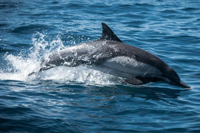 METEOFOR: Pot fi delfinii periculoși? Povestea delfinului Tião