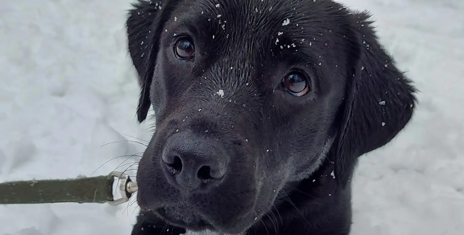 METEOFOR: Legătura genetică dintre oameni și labradori: prieteni pe ...