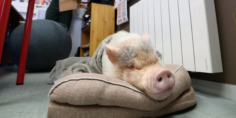 METEOFOR: Transplant revoluționar, un ficat de porc a fost transplantat ...