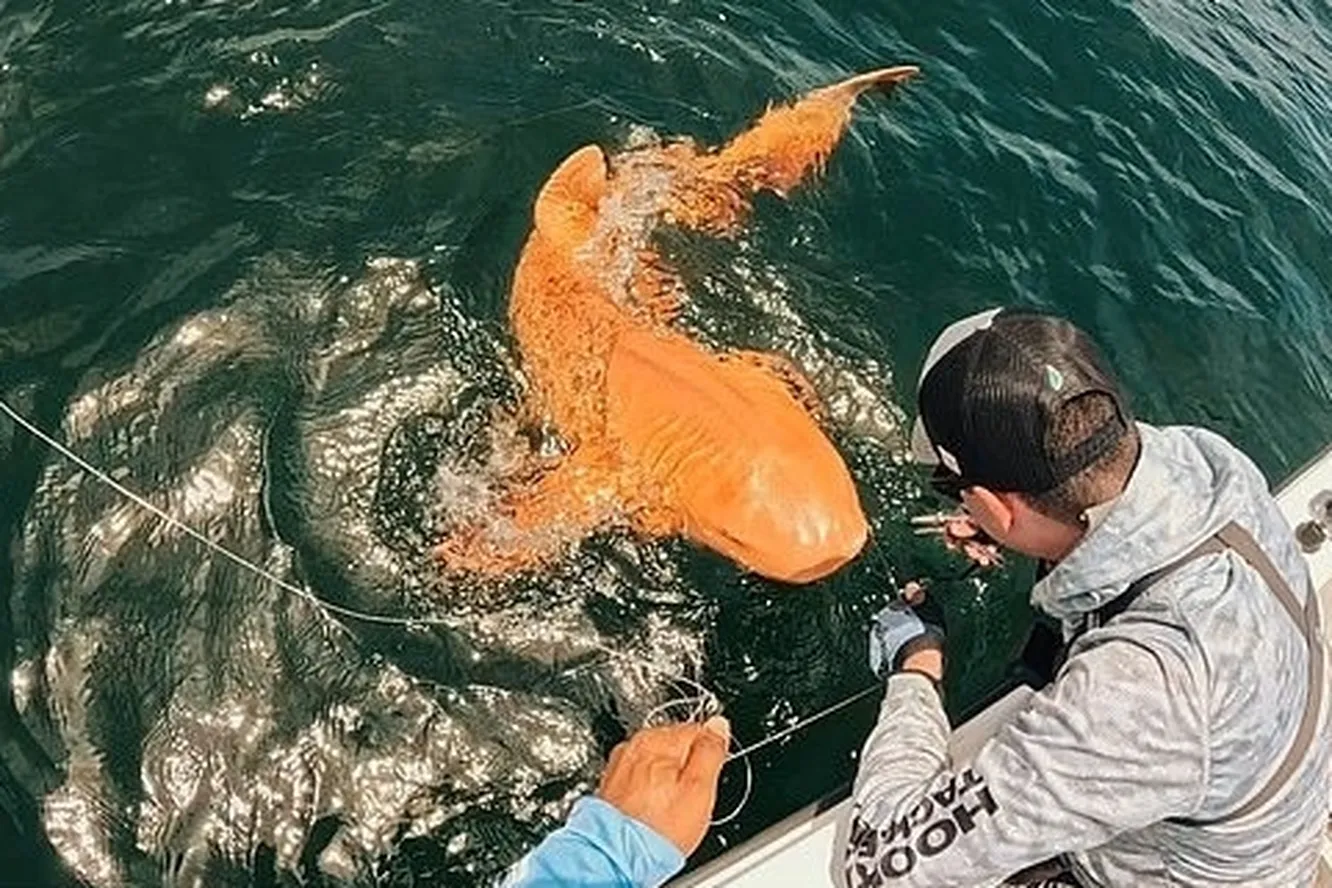 METEOFOR: Rechin portocaliu cu ochi albi descoperit în largul coastelor ...