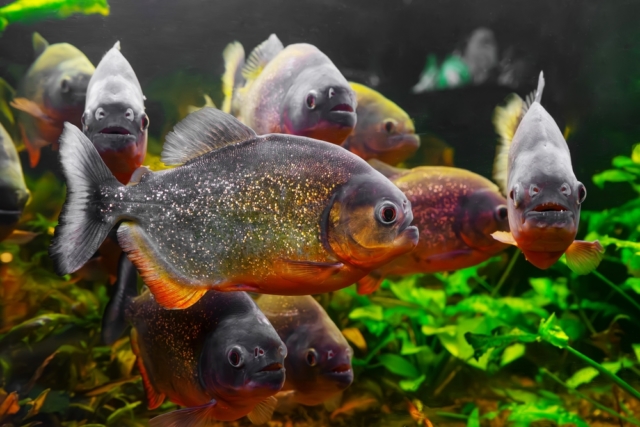METEOFOR: Zeci de persoane rănite după un atac de piranha în Argentina