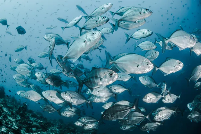 METEOFOR: O specie de fluturi care migrează la 4.000 de kilometri